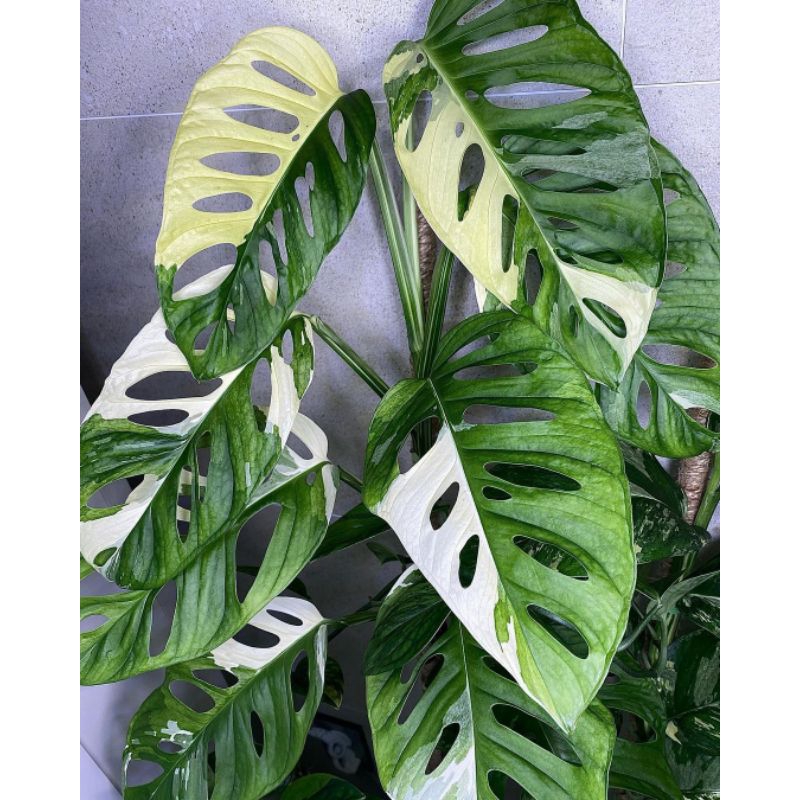 Jual PAKET 3 TANAMAN JANDA BOLONG VARIGATA LOCAL / TANAMAN JANBOL ...