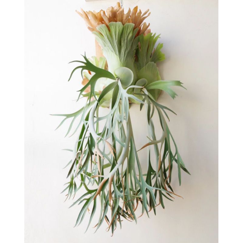 Jual TANAMAN PLATYCERIUM / TANDUK RUSA / SIMBAR / KADAKA / TANAMAN ...