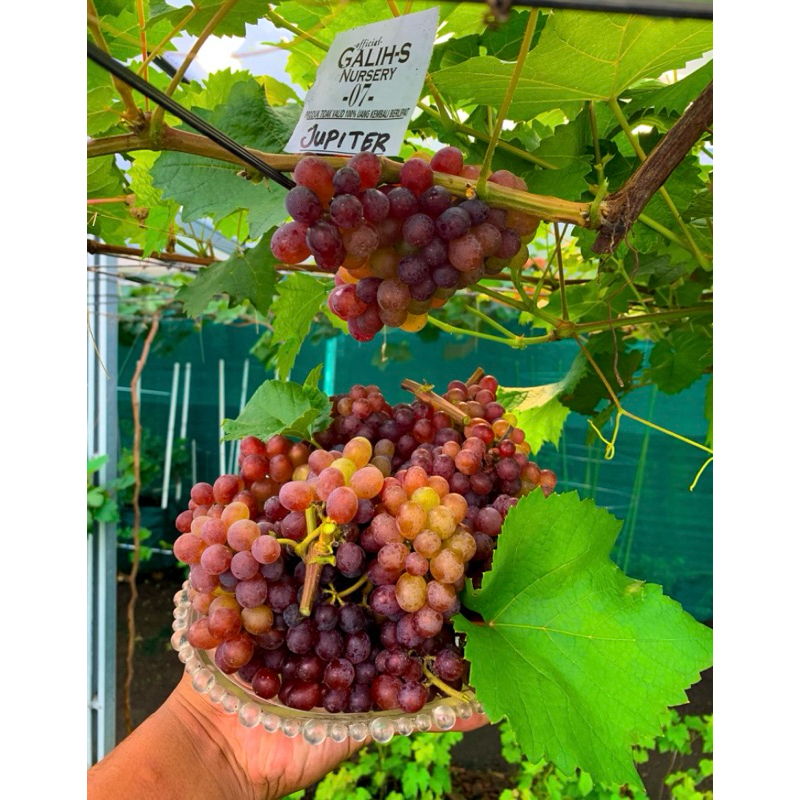 Jual Bibit Anggur Import Jupiter USA Seedless | Shopee Indonesia