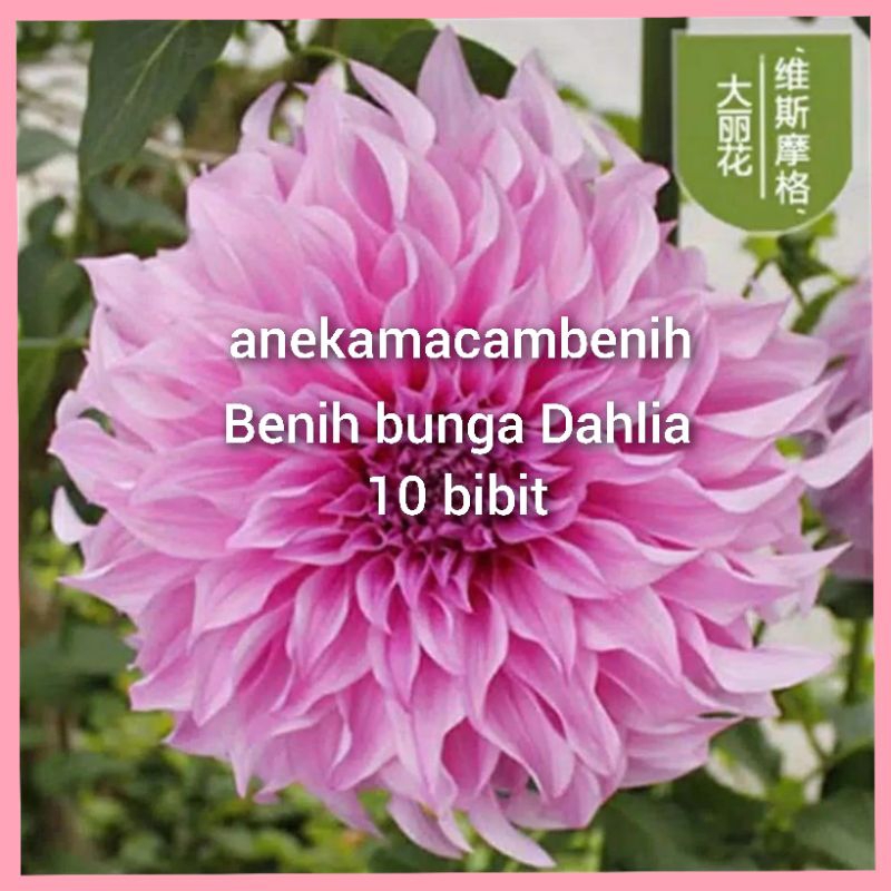 Jual Benih Bunga DAHLIA kerdil mix colour (10 biji) | Shopee Indonesia