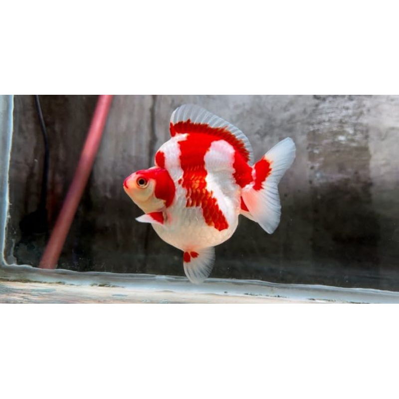 Jual Ikan Hias Mas Koki Ryukin Redwhite Punuk Unta Grade High Quality ...