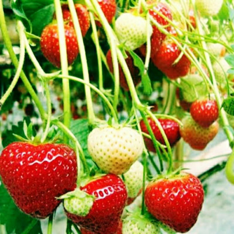 Jual Bibit Pohon Stawberry Jumbo | Shopee Indonesia