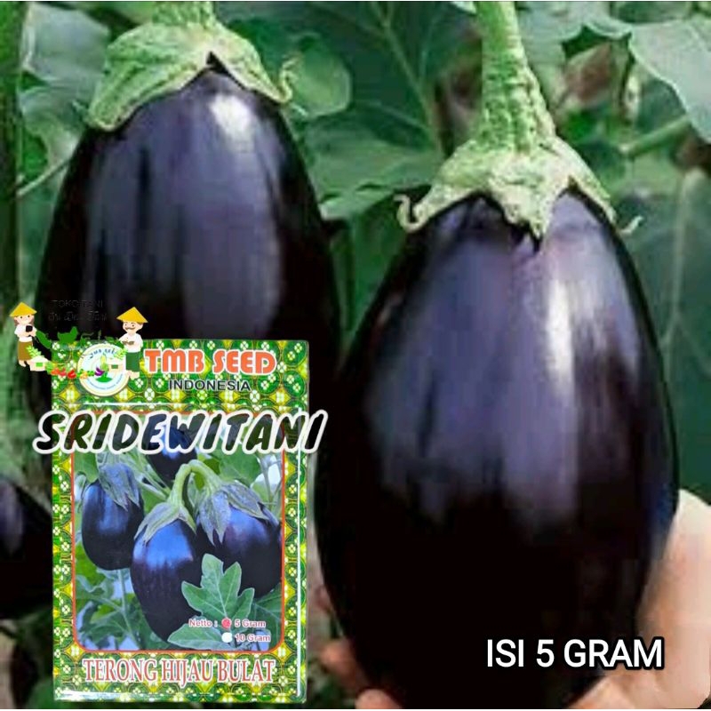 Jual ISI ±1100 Biji NASUBI 5 GRAM TMB SEED BENIH BIBIT TERONG UNGU ...