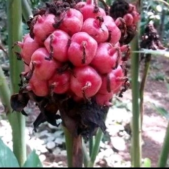 Jual honje / buah honje segar 1kg | Shopee Indonesia