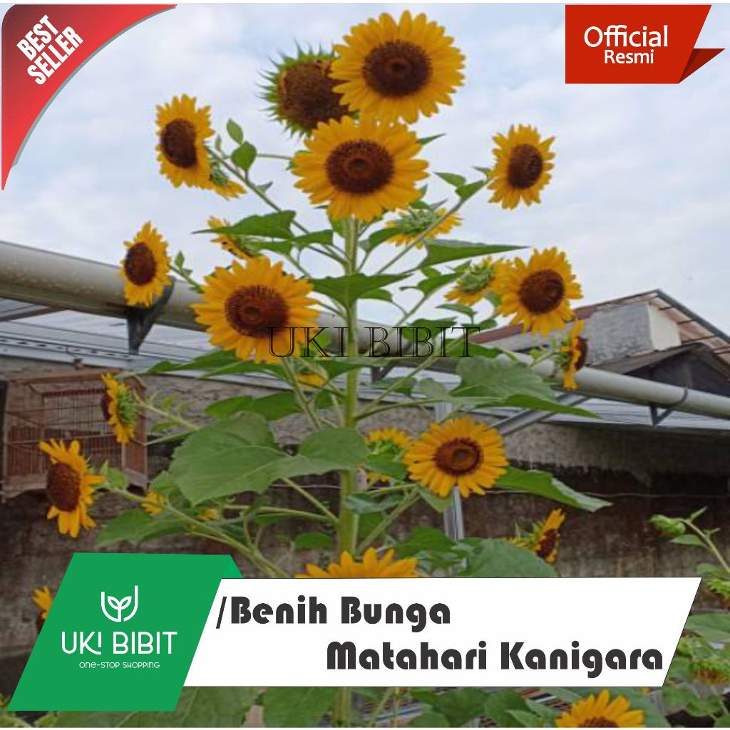 Jual ( 5 Butir ) Benih Biji Bunga Matahari Kanigara Sunflower | Shopee ...