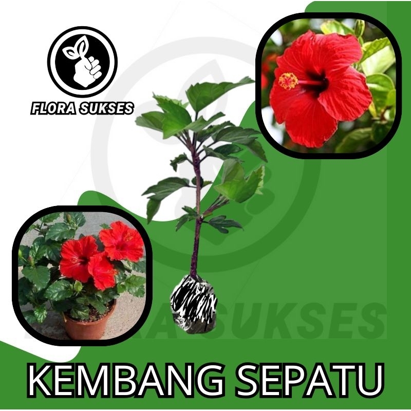 Jual Tanaman Hias Kembang Sepatu Merah Bunga Sepatu Merah Tanaman ...