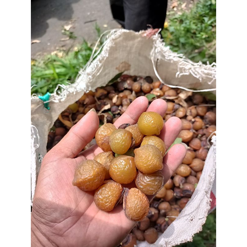 Jual Lerak, klerak /sabun cuci batik 1kg | Shopee Indonesia