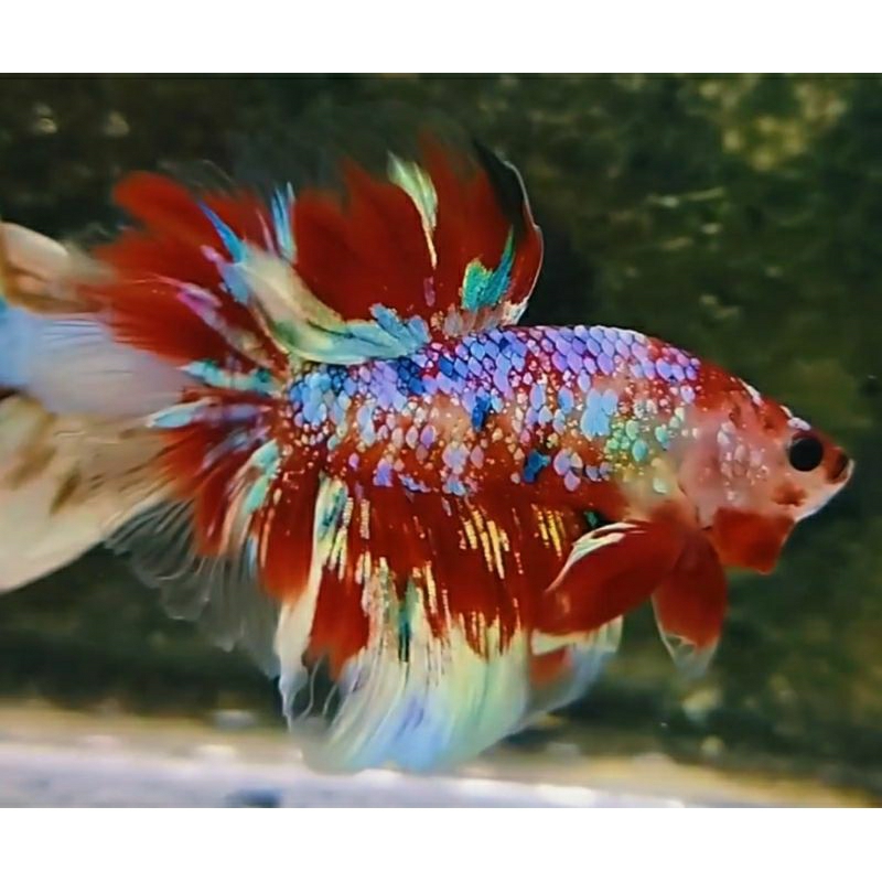 Jual IKAN CUPANG JENIS HM BARONGSAI | Shopee Indonesia