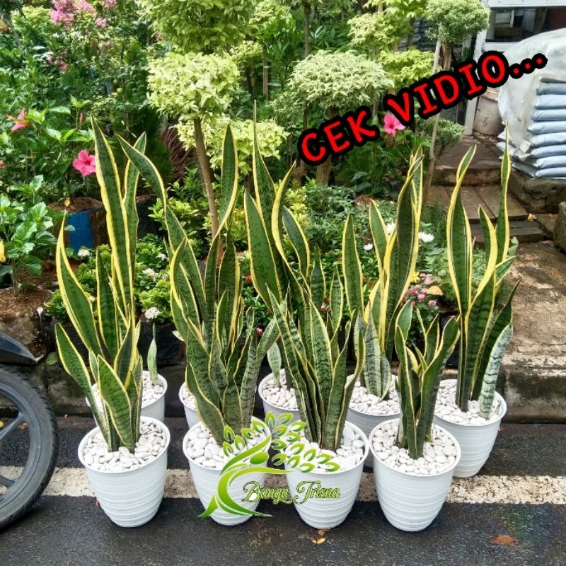 Jual PAKET KOMPLIT Tanaman Hias Sansiviera - Sansivera Lidah Mertua 100 ...