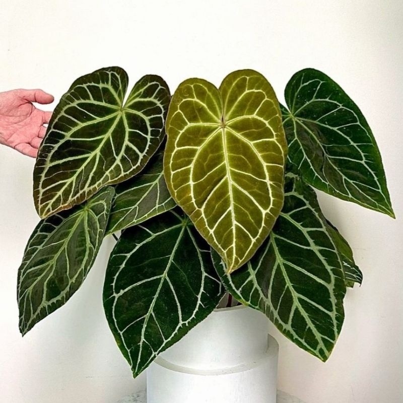 Jual Anthurium Clarinervium Tanaman Hias Anthurium Clarinervium Murah ...