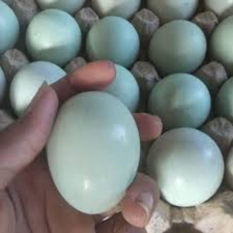 Jual Telur bebek besar dan kecil 1papan | Shopee Indonesia