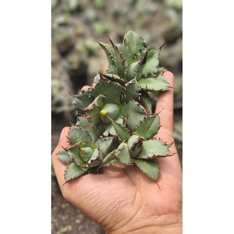 Jual agave titanota | Shopee Indonesia