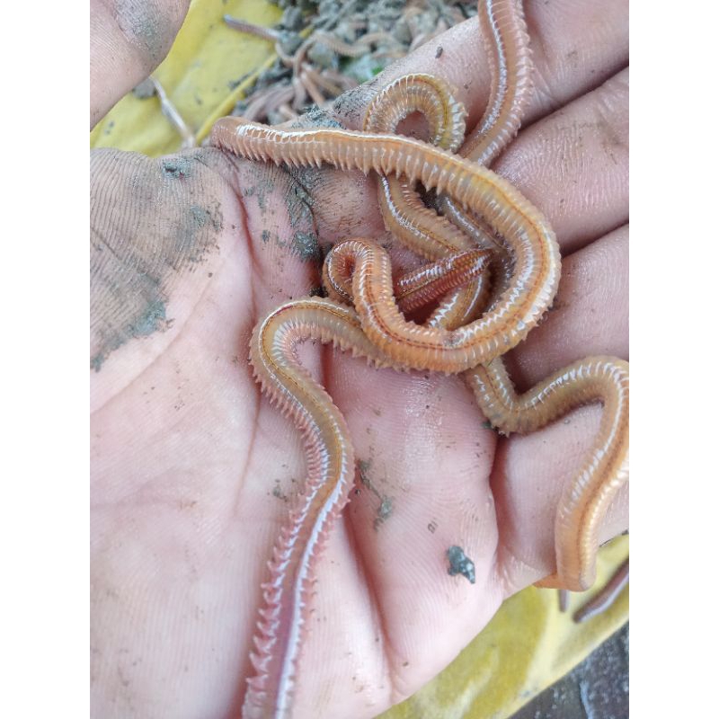 Jual cacing laut/naga isi 100 ekor ukuran besar | Shopee Indonesia