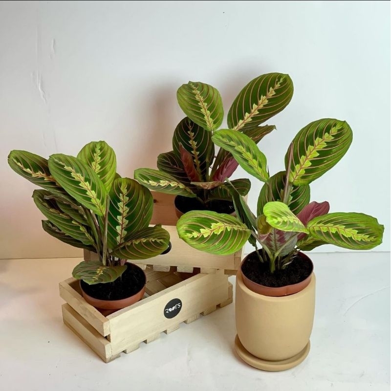 Jual Tanaman Hias Marantha Leuconera-Marantha kepiting varigata ...