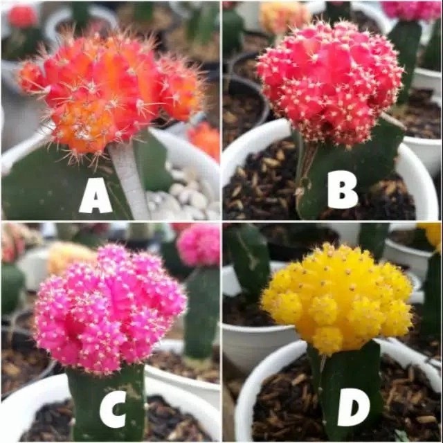 Jual Kaktus Gymno Import Bebas Pilih Moon Cactus Ruby Warna-Warni ...