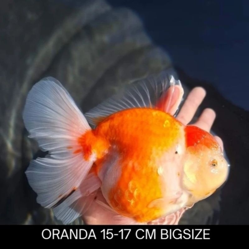 Jual Ikan Maskoki Oranda Big Size / Ikan Mas Koki Jumbo Oranda Rosetail ...