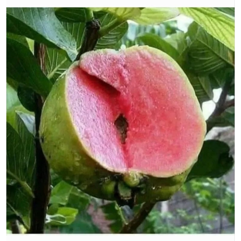 Jual BIBIT JAMBU KRISTAL MERAH TANPA BIJI CANGKOK | Shopee Indonesia