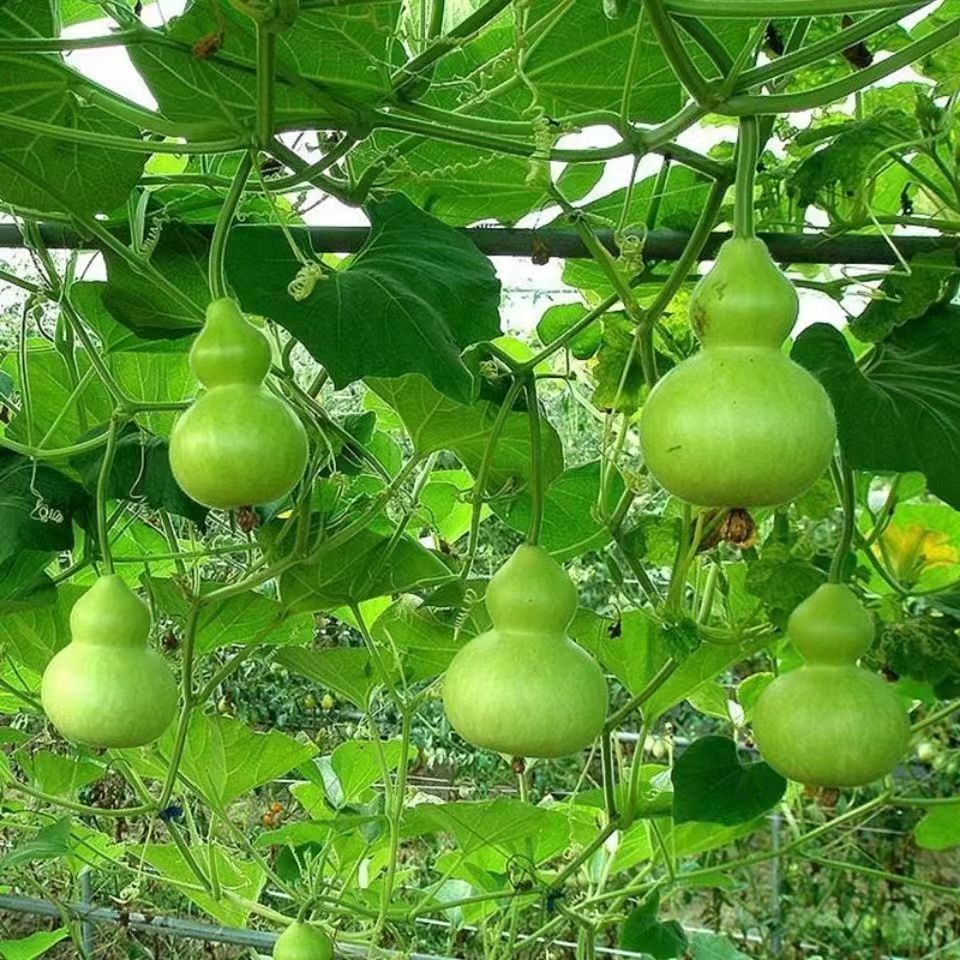 Jual Benih Labu Botol Mini Smallfruit 10 Biji (B0275) | Shopee Indonesia