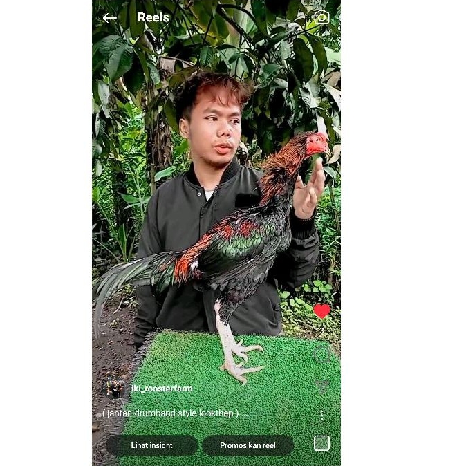 Jual pakhoy lookthep - pakhoy brakot brutal - ayam bangkok - ayam aseel ...