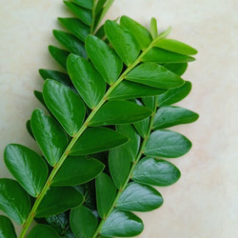 Jual daun seligi , daun sligi segar baru petik sebelum dikemas, harga ...