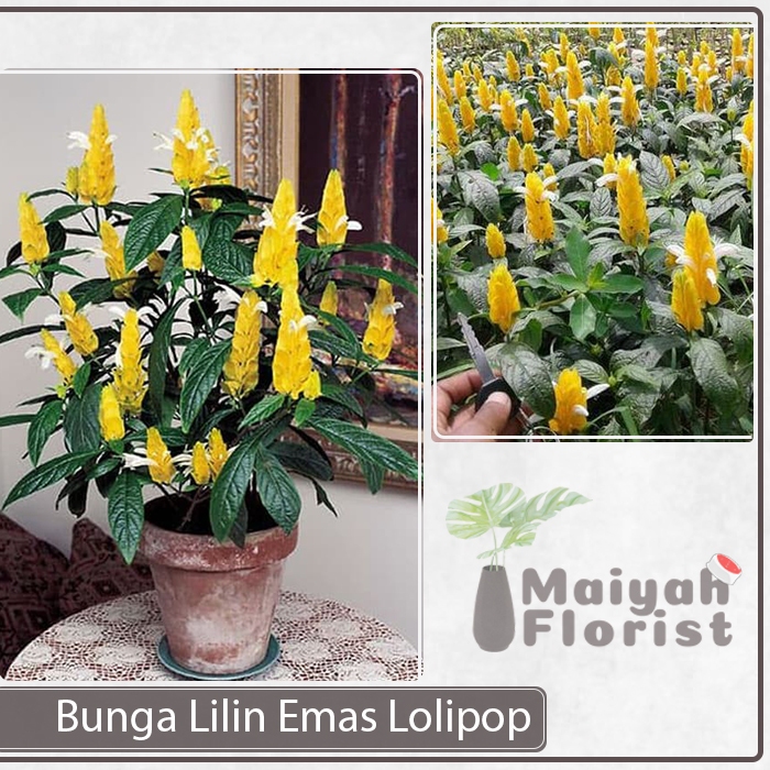 Jual Tanaman Hias Bunga Lilin Emas - Lolipop Kuning - Pachystachys ...