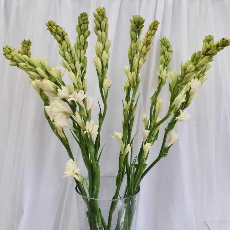 Jual PROMO Bunga Sedap Malam Segar 10 Tangkai | Shopee Indonesia