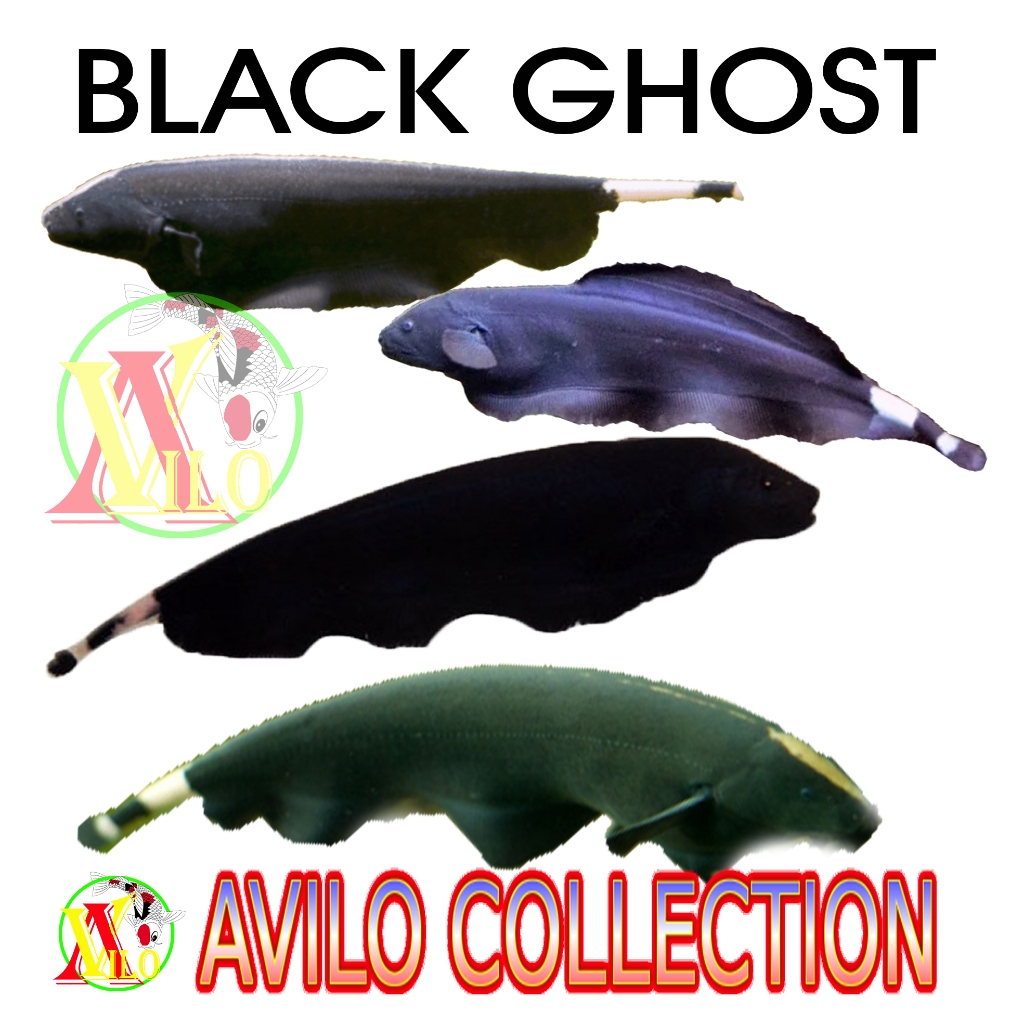 Jual IKAN HIAS bulu ayam black ghost kecil 4 - 5 cm aquascape fish ...