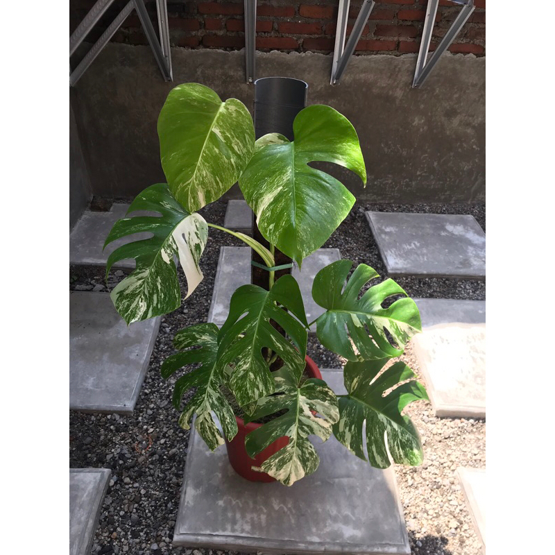 Jual Monstera Variegata (Marble) | Shopee Indonesia