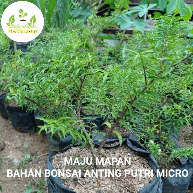 Jual TANAMAN HIAS ANTING PUTRI MICRO (BAHAN BONSAI) | Shopee Indonesia