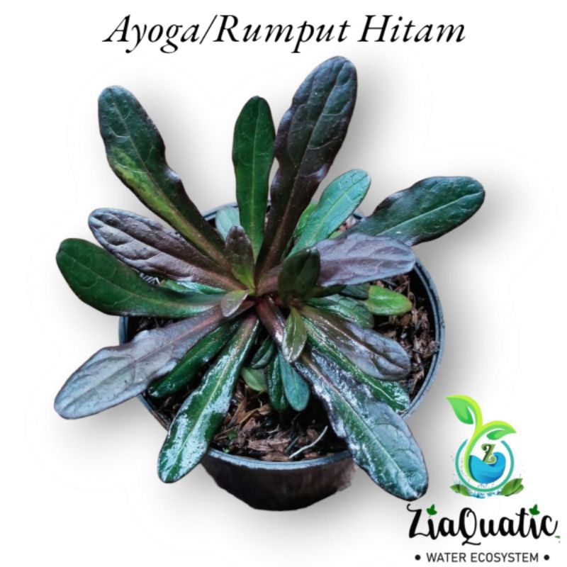 Jual Tanaman Hias Paludarium Terrarium Vivarium - Ayoga/Ajoga/Rumput Hitam (Indoorplant ...