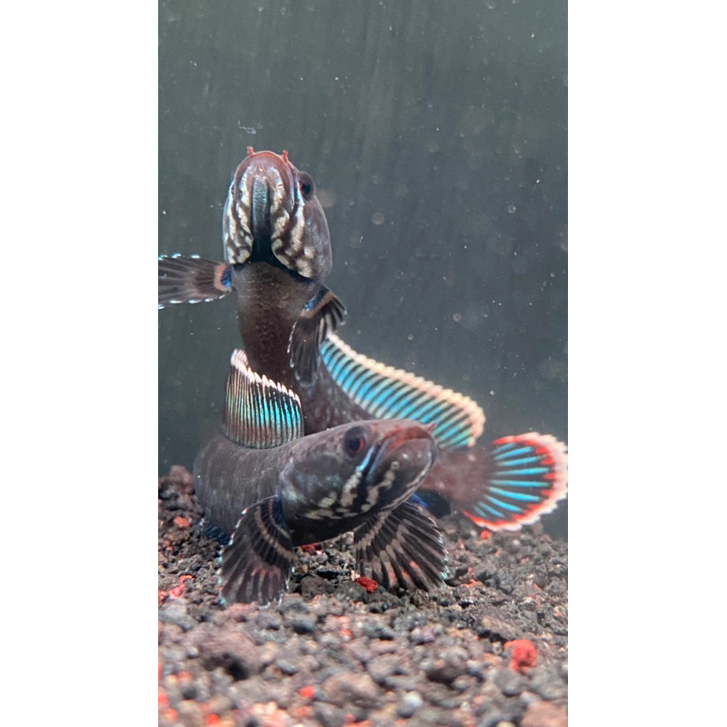 Jual botoll Andrao High fin | Shopee Indonesia