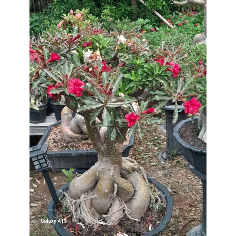 Jual ADENIUM SUPER JUMBO BUNGA TUMPUK 2 JENIS, MERAH DAN PUTIH | Shopee ...