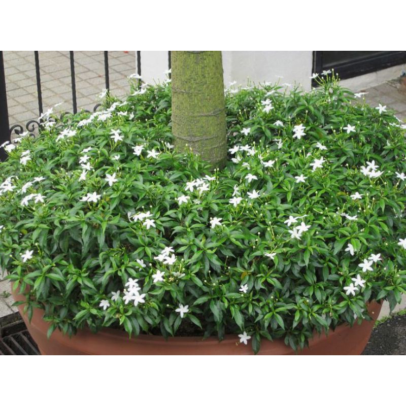 Jual TANAMAN HIAS REMBOSA MINI HIJAU - TANAMAN HIAS OUTDOOR | Shopee ...