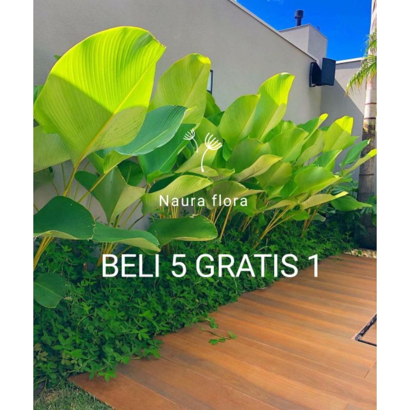 Jual Tanaman hias pisang calatea lutea Tinggi 1 meter | Shopee Indonesia