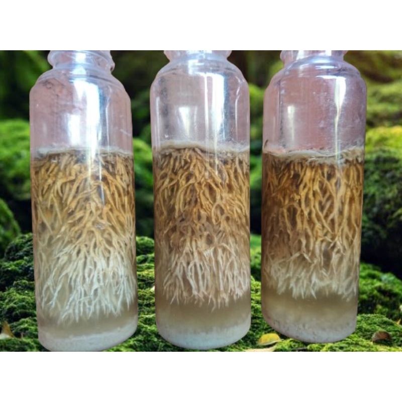Jual BIANG ATAU INDUK JAMUR JAKABA PUPUK ORGANIK ISI 250 ML | Shopee ...