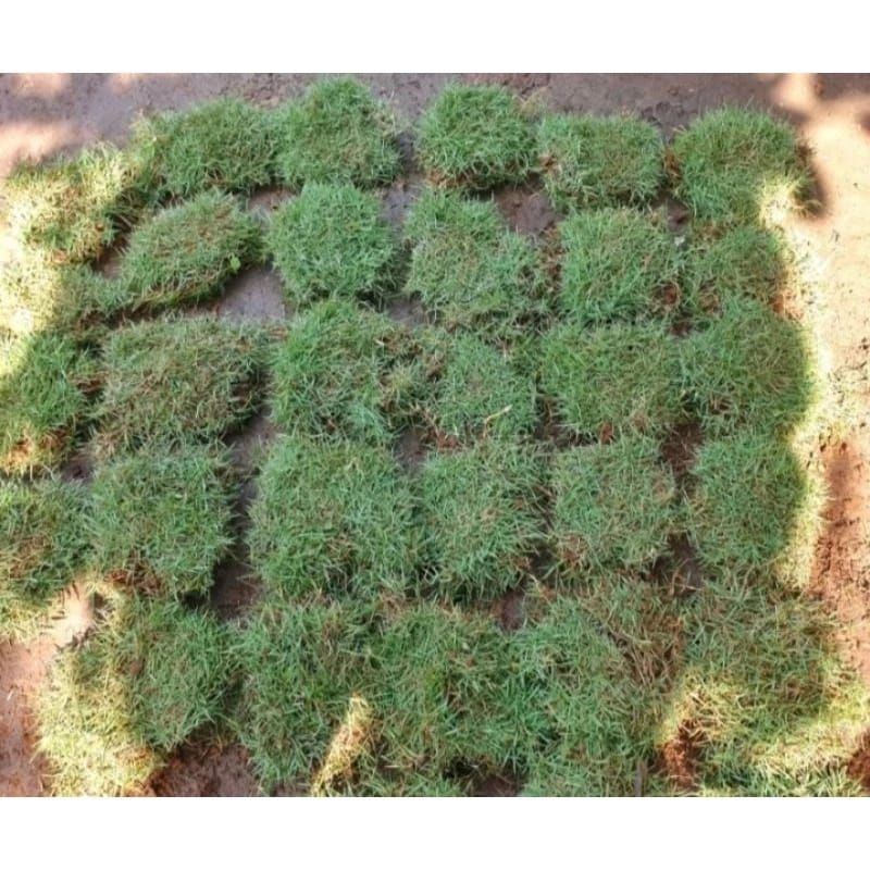 Jual MURAH!! Rumput jepang/peking uk. 10×10 cm 10 pcs | Shopee Indonesia