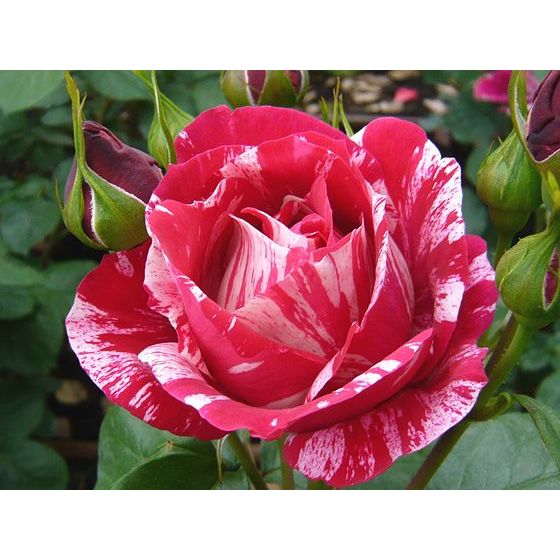 Jual Tanaman Hias Bunga Mawar New Hibrida Henri Matisse Berbunga Rimbun ...