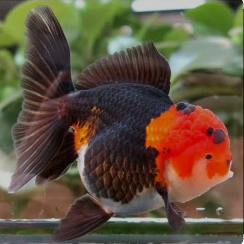 Jual hiasan akuarium koki oranda size telur ayam dorsal sudah gondrong ...