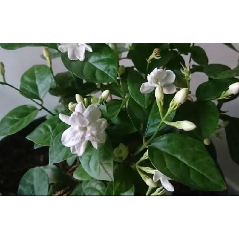 Jual melati kampung wangi bunga jasminum sambac tanaman hias | Shopee ...