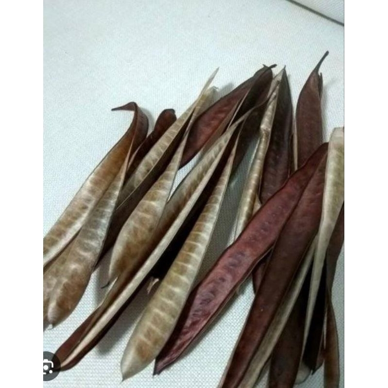 Jual Kulit Lamtoro Petai Cina Kering 250 Gram Obat Herbal Tradisional ...
