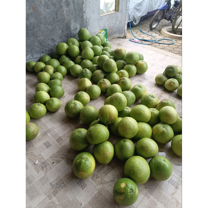 Jual Buah jeruk pamelo jeruk bali segar muria kudus | Shopee Indonesia