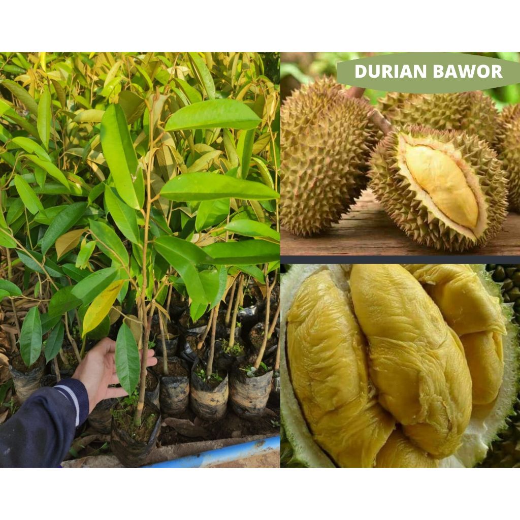 Jual Bibit Durian Bawor Cepat Berbuah | Pembibitan duren bawor okulasi | pohon durian unggul ...