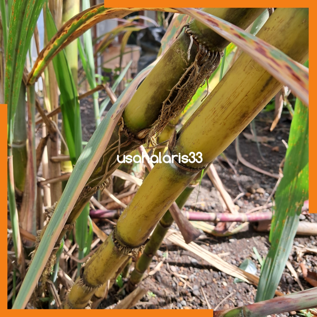 Jual Tebu Hijau Asli | Shopee Indonesia