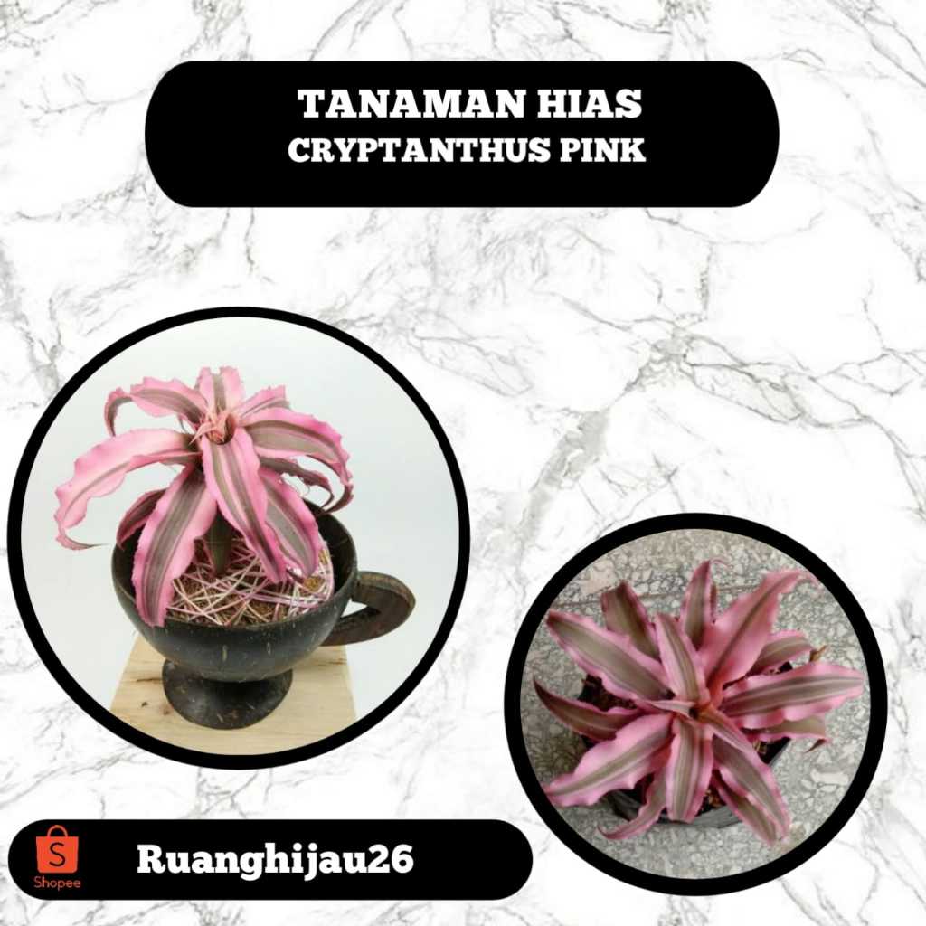 Jual Tanaman Hias Cryptanthus Pink Starlight - Cryptanthus Bivittatus ...