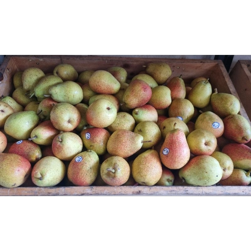 Jual Pir forelle/kg | Shopee Indonesia