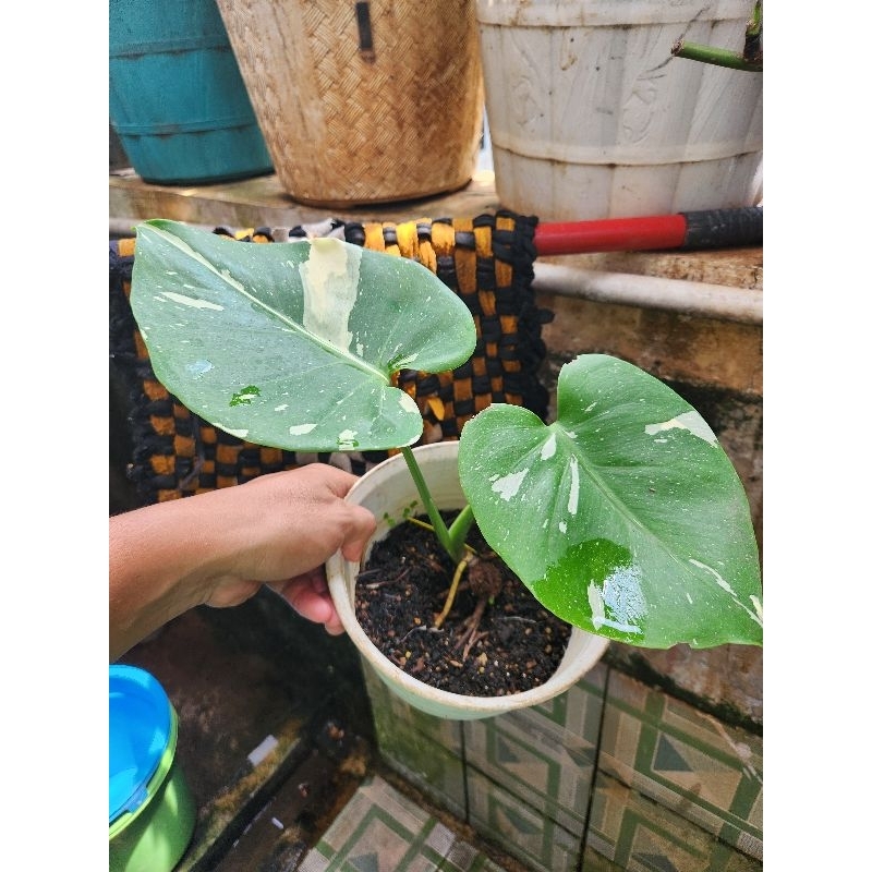 Jual MONSTERA VARIGATA THAI CONSTELATION SESUAI GAMBAR FOTO | Shopee ...