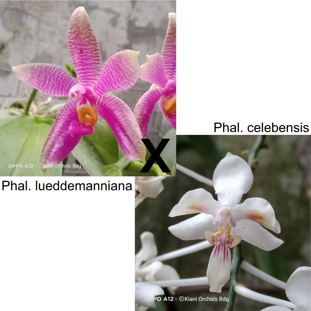 Jual Anggrek Bulan Phalaenopsis lueddemanniana x Phalaenopsis ...