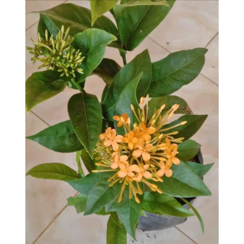Jual bibit bunga Asoka oren ( beli 5 bonus bibit anggur) | Shopee Indonesia