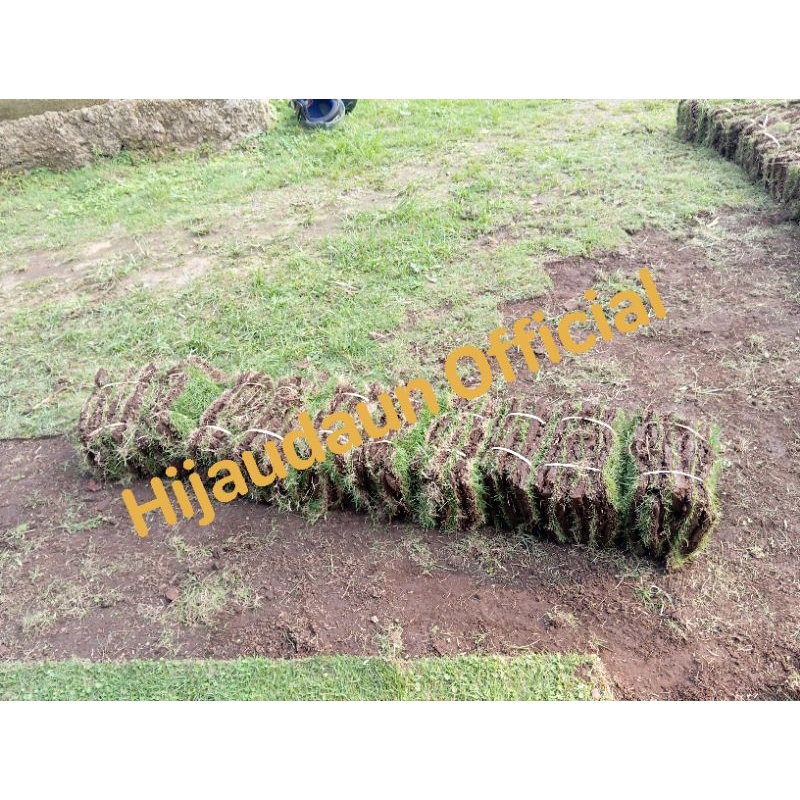 Jual Rumput Jepang Hidup Paket Hemat Per Ikat isi 6-7 Lembar Siap Tanam ...