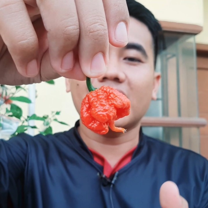 Jual BUAH Cabai CAROLINA REAPER RED Cabe Terpedas Nomor 1 di Dunia ...